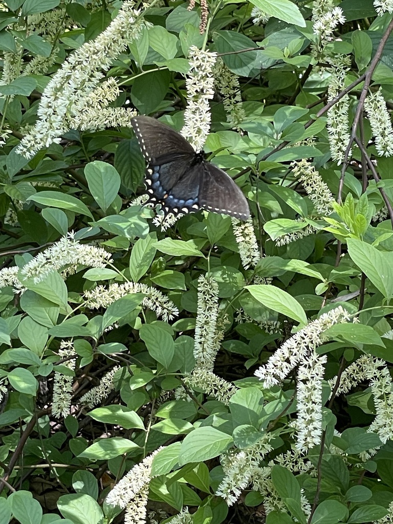 Eastern Tiger Swallowtail from Vista St, Durham, NC, US on May 11, 2024 ...