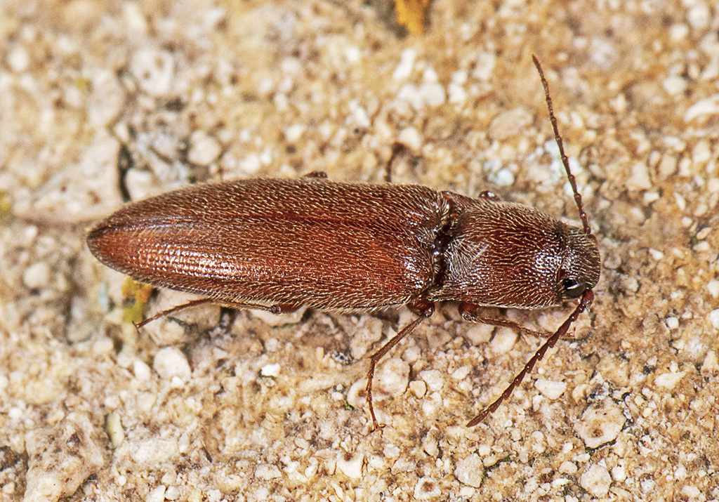 Dipropus simplex from Canyon Lake, TX, USA on May 8, 2024 at 10:49 PM ...