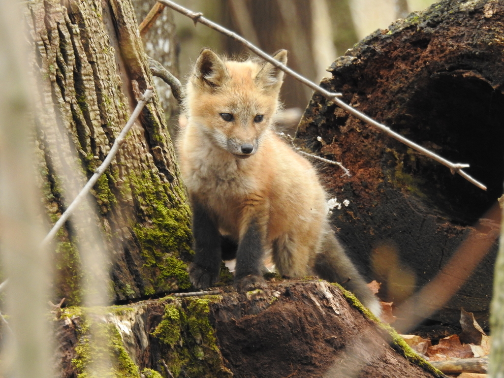 Red Fox from Brome-Missisquoi Regional County Municipality, QC, Canada ...