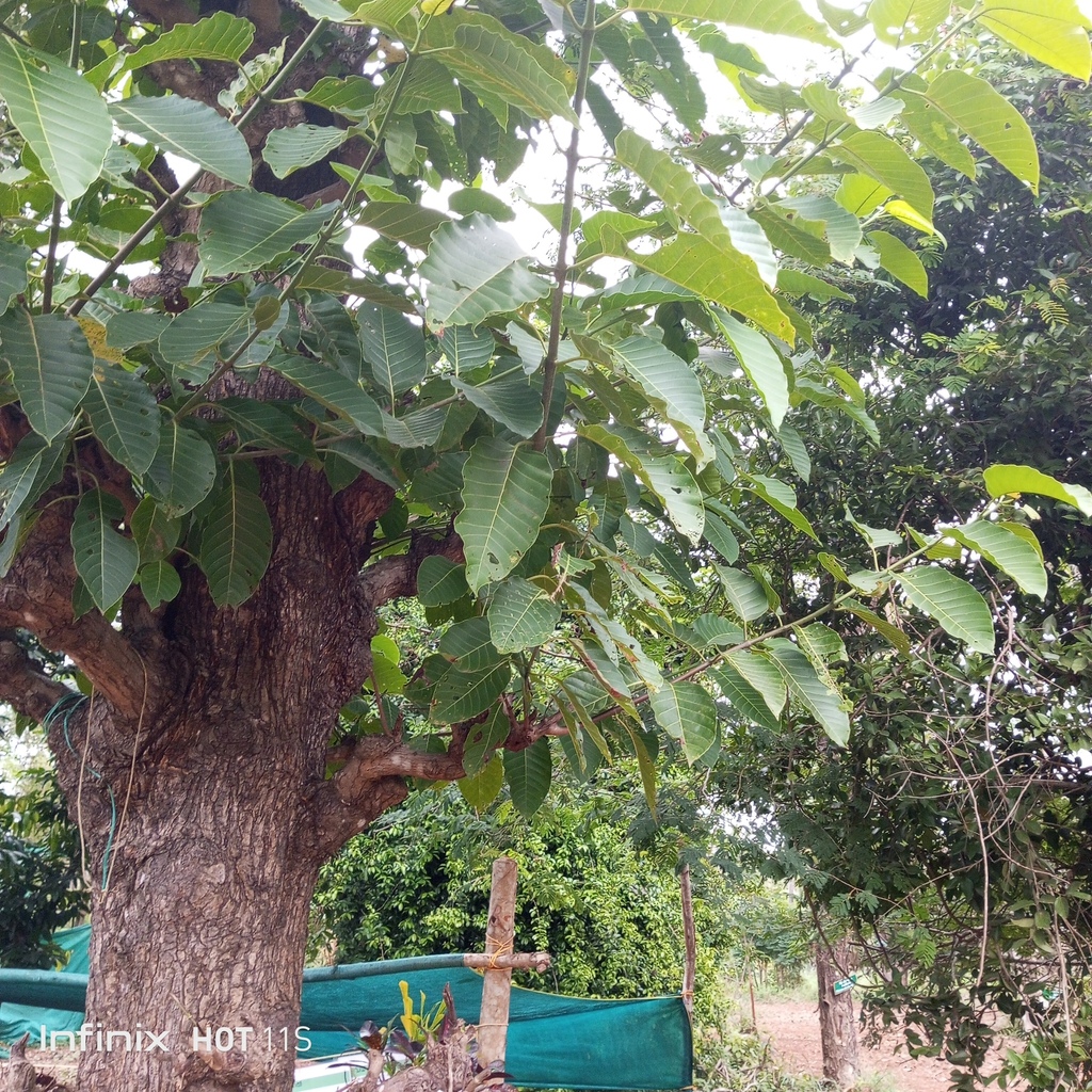 Burflower-tree from Pilicode, Kerala, India on January 7, 2024 at 06:01 ...