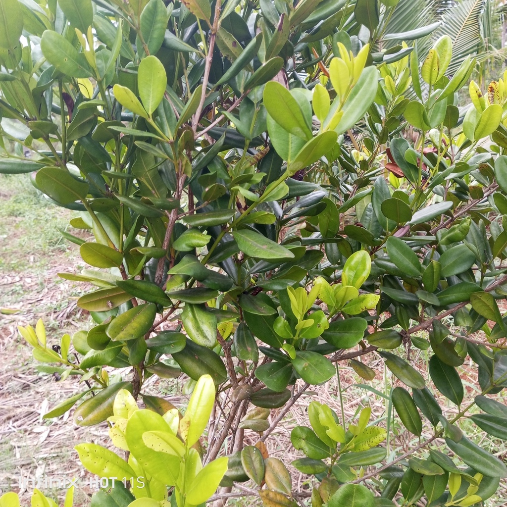 Allspice from Pilicode, Kerala, India on January 7, 2024 at 06:07 PM by ...