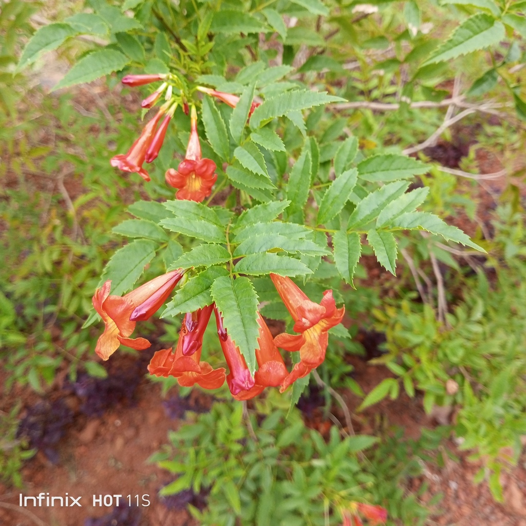 Tecoma from Pilicode, Kerala, India on January 7, 2024 at 05:42 PM by ...