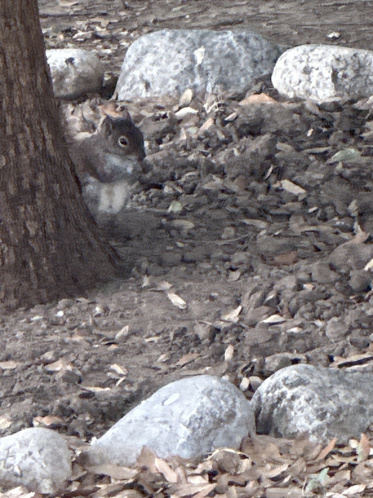 Allen's Squirrel from Parque Río La Silla, Monterrey, N.L., MX on May ...
