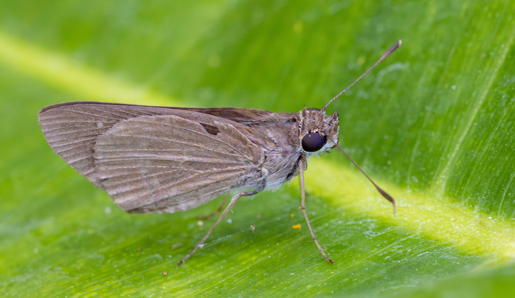 Three-spotted Skipper from N Military Trail, West Palm Beach, FL, US on ...