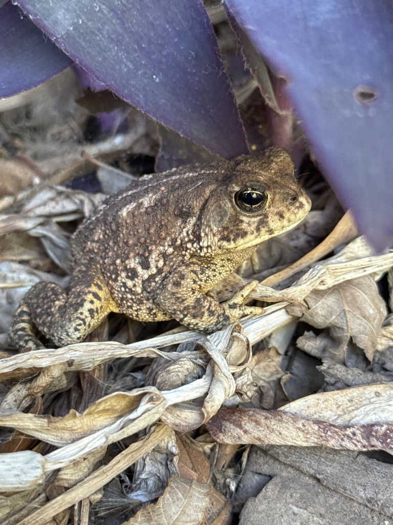 American Toad from Washington St, Edmond, OK, US on May 8, 2024 at 07: ...