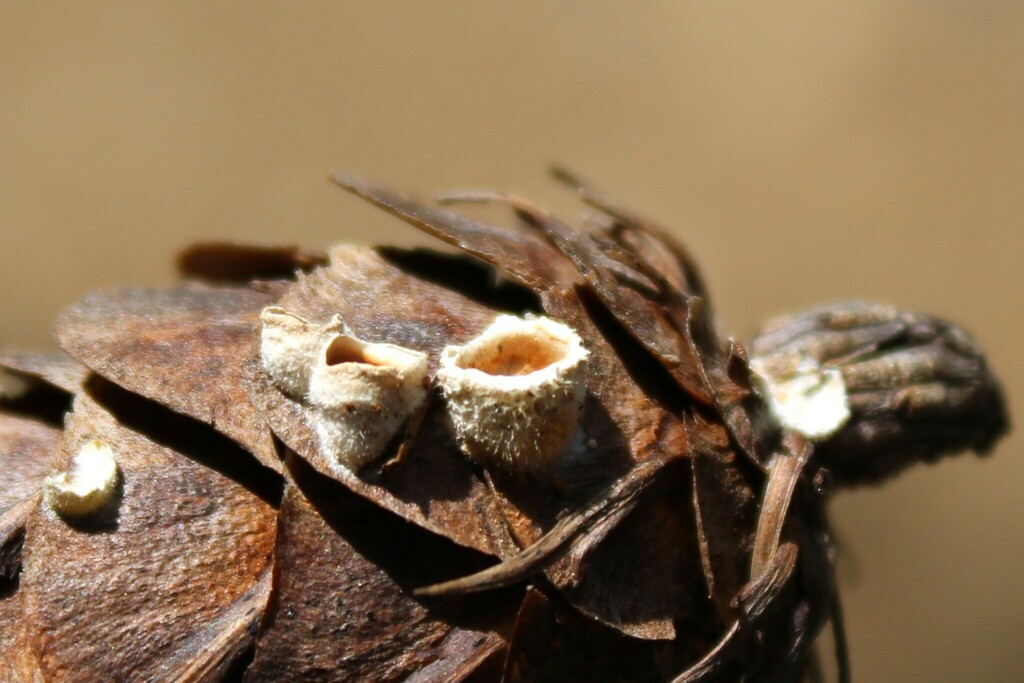 Nidula from Kent Pump Rd, California 94924, USA on May 6, 2024 at 12:50 ...