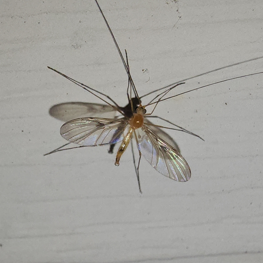 Macrocera from Blythewood, SC, USA on May 11, 2024 at 12:09 AM by ...