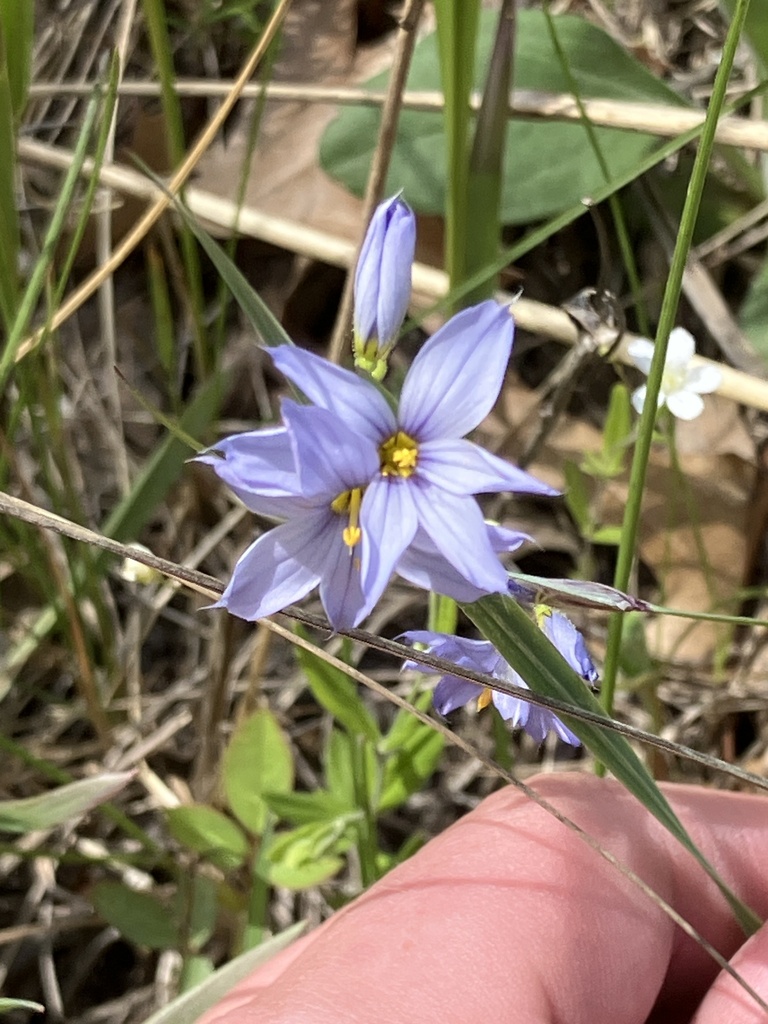 prairie blue-eyed grass in May 2024 by shagbarkben · iNaturalist