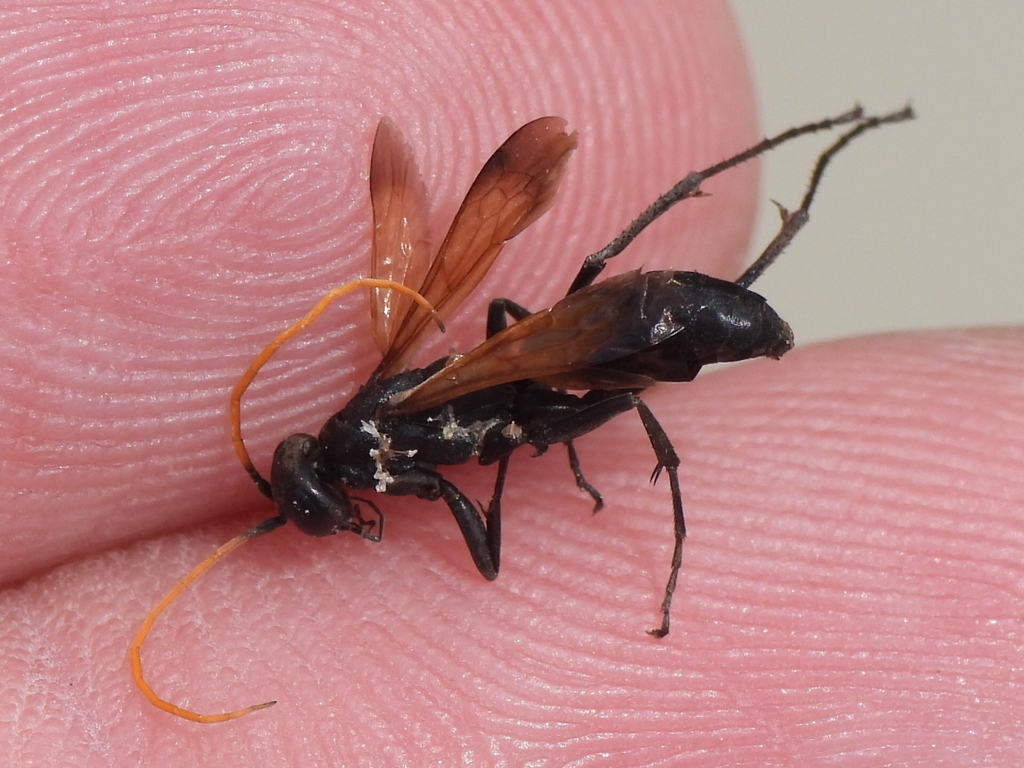 Eastern Tawny-horned Spider Wasp from Southeast Arlington, Arlington ...