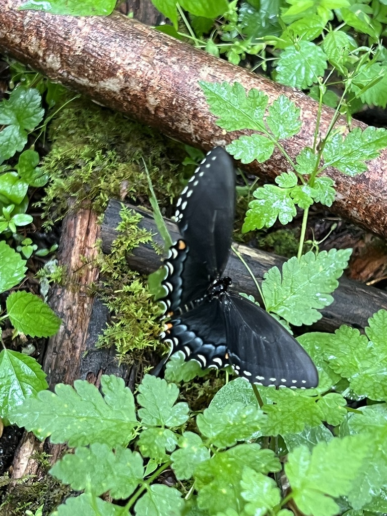 Eastern Tiger Swallowtail from King Springs Rd, Johnson City, TN, US on ...
