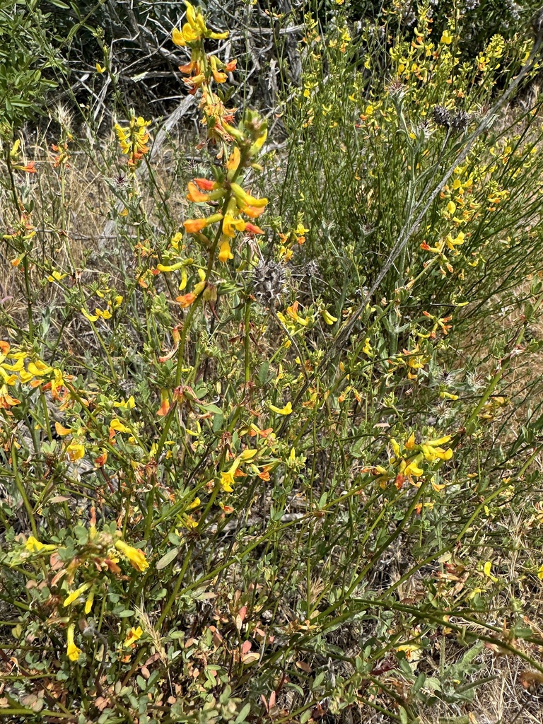 deerweed from Scripps Ranch, San Diego, CA, USA on May 10, 2024 at 01: ...