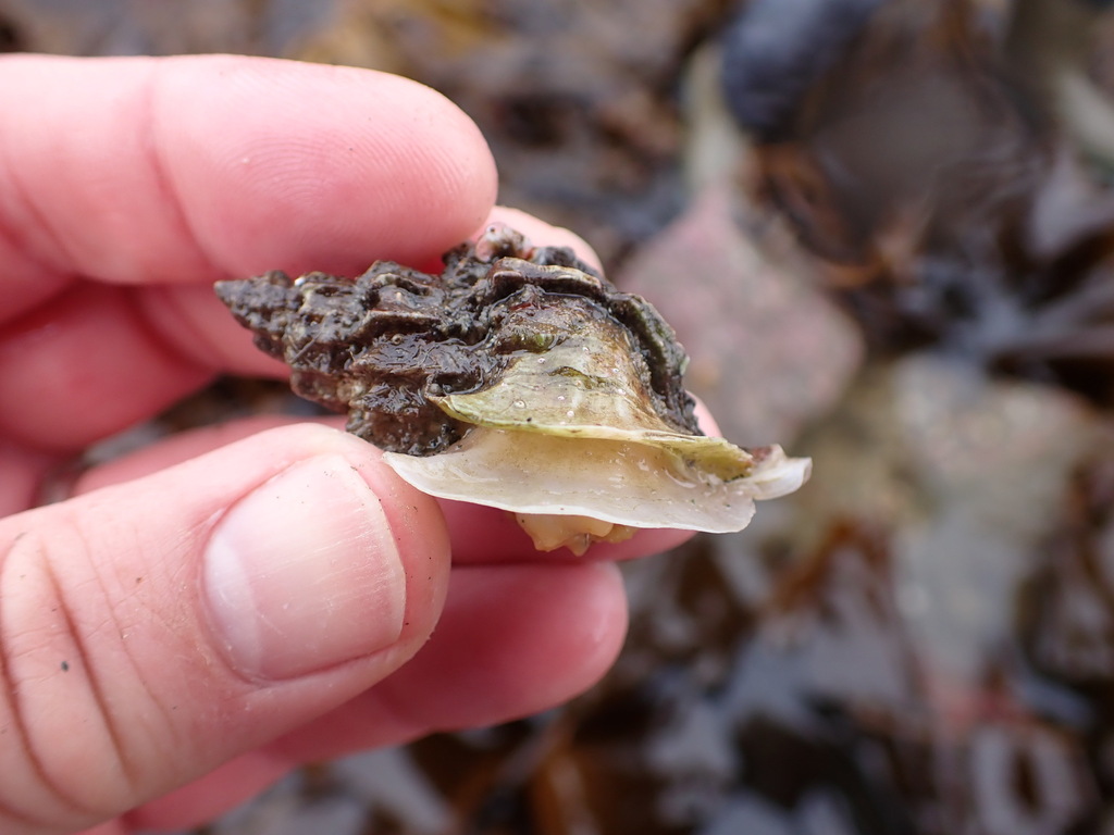 Winged Trophon from Kenai Peninsula, Alaska, United States on May 8 ...