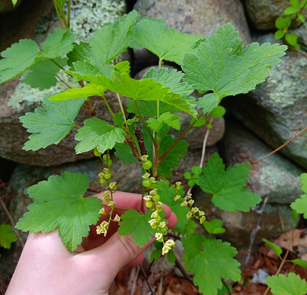 Red Currant from Westport, MA 02790, USA on May 11, 2024 at 09:15 AM by ...