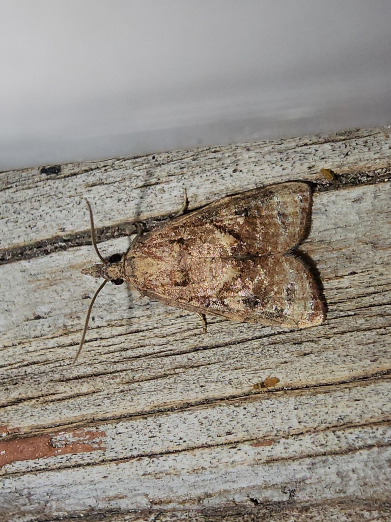 Tufted Apple Bud Moth from Blythewood, SC, USA on May 10, 2024 at 11:59 ...