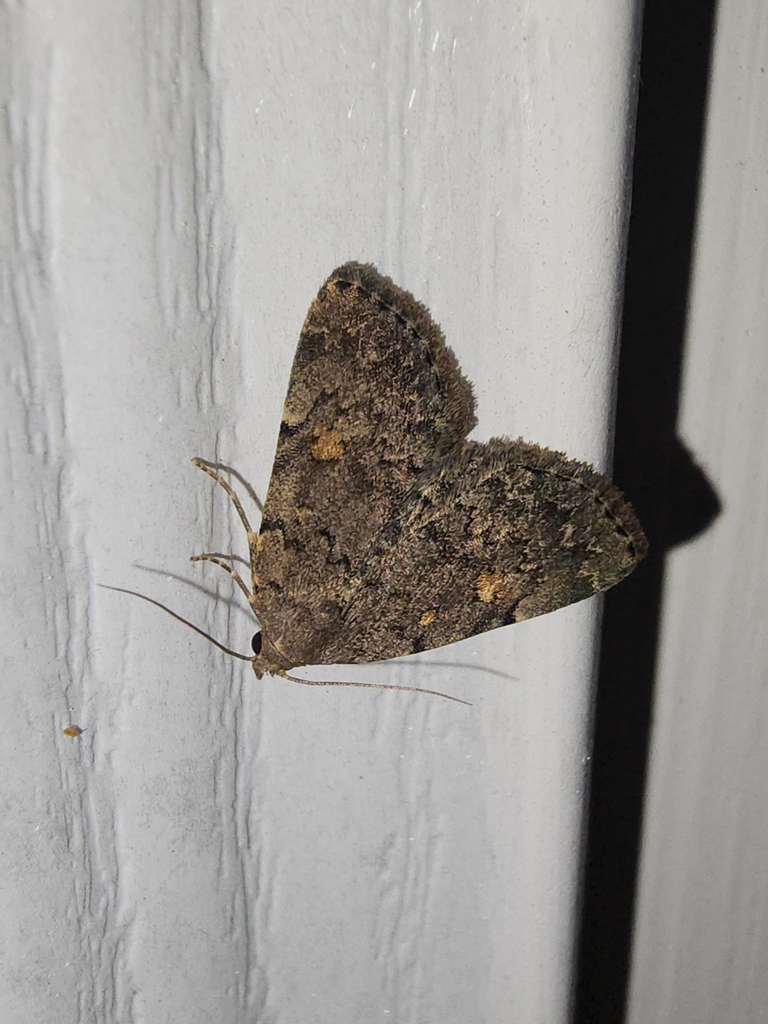 Common Idia Moth from Blythewood, SC, USA on May 11, 2024 at 12:00 AM ...