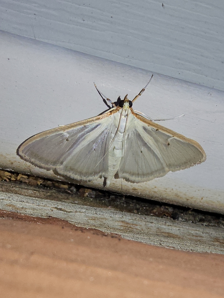 Four-spotted Palpita Moth from Blythewood, SC, USA on May 11, 2024 at ...
