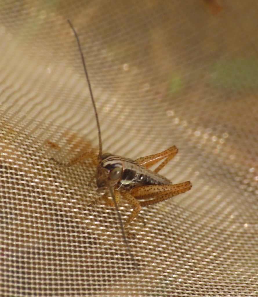 Roesel's Bush-cricket from Last Wood Meadow, Seaford on May 11, 2024 at ...