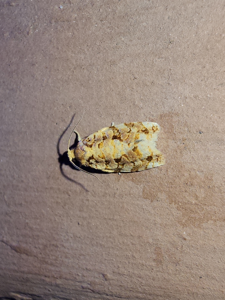 Georgia Archips Moth from Blythewood, SC, USA on May 10, 2024 at 11:58 ...