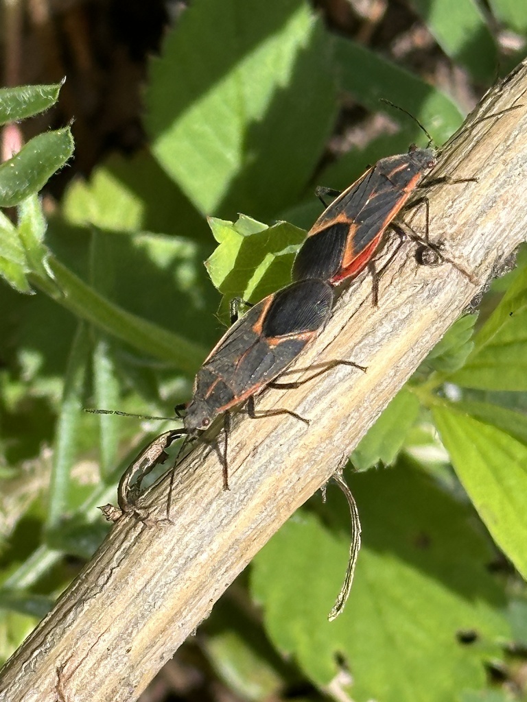 Eastern Boxelder Bug from Route 500 W, The Nation, ON, CA on May 10 ...