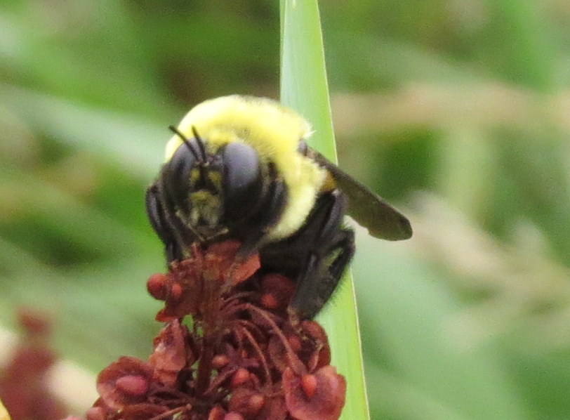 Black-and-gold Bumble Bee from Appleton, WI, USA on July 30, 2013 at 09 ...