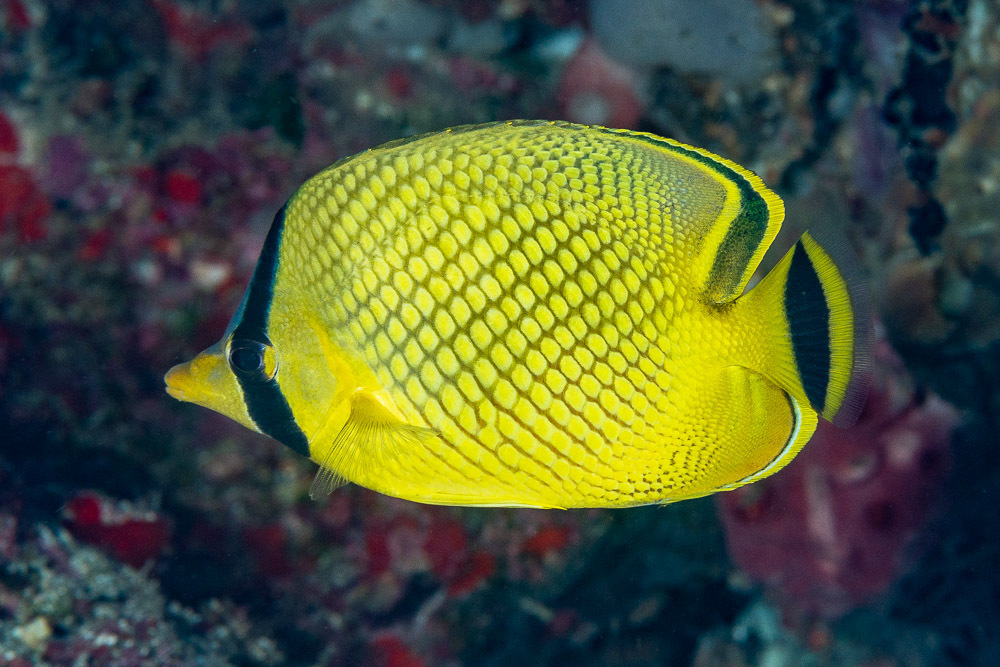 Lattice Butterflyfish from Manado, Bunaken (Laut), Sulawesi Utara ...