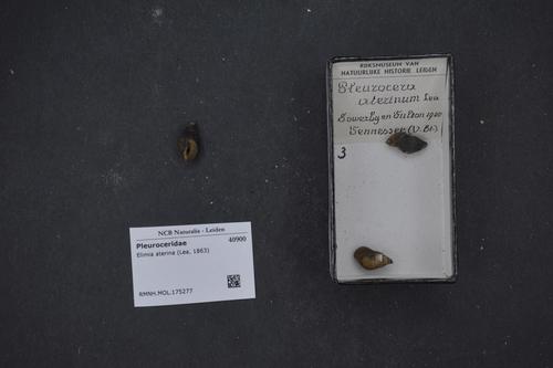 Coal Elimia (Elimia aterina) · iNaturalist