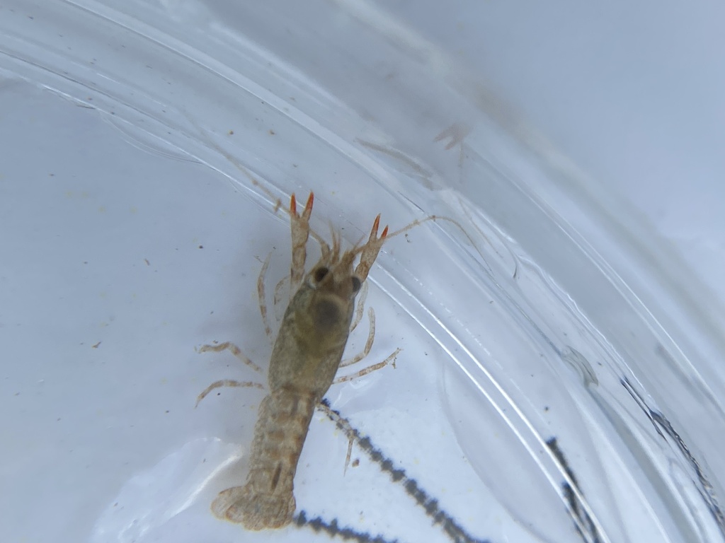 Eastern Crayfish from Kepner Creek, Norristown, PA, US on May 11, 2024 ...