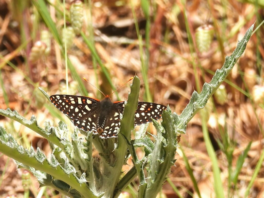 Variable Checkerspot from Kent Pump Rd, California 94924, USA on May 6 ...
