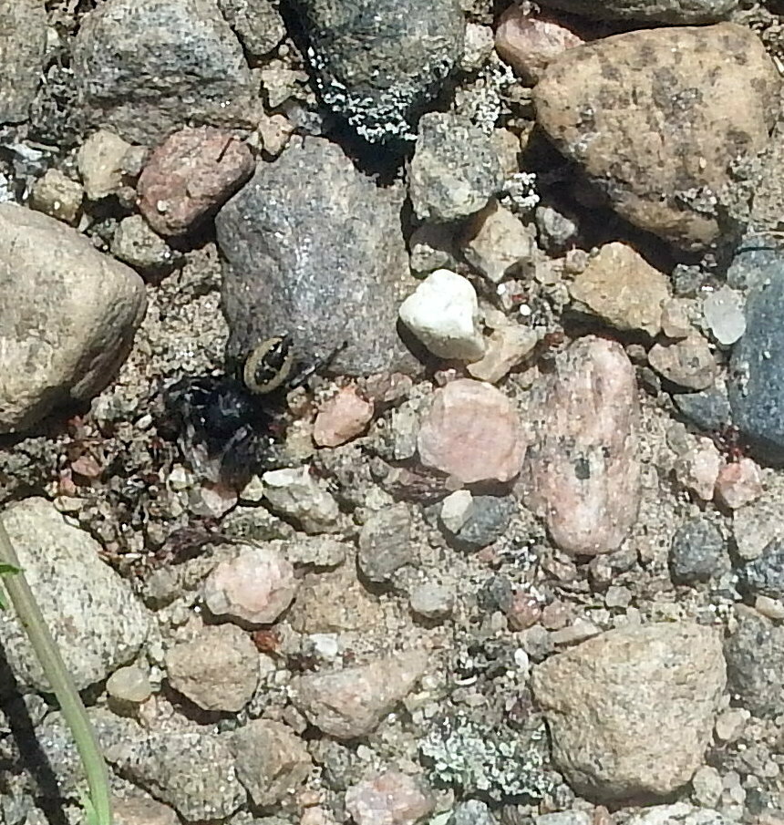 Marbled Purple Jumping Spider from Mackey, ON K0J, Canada on June 13 ...