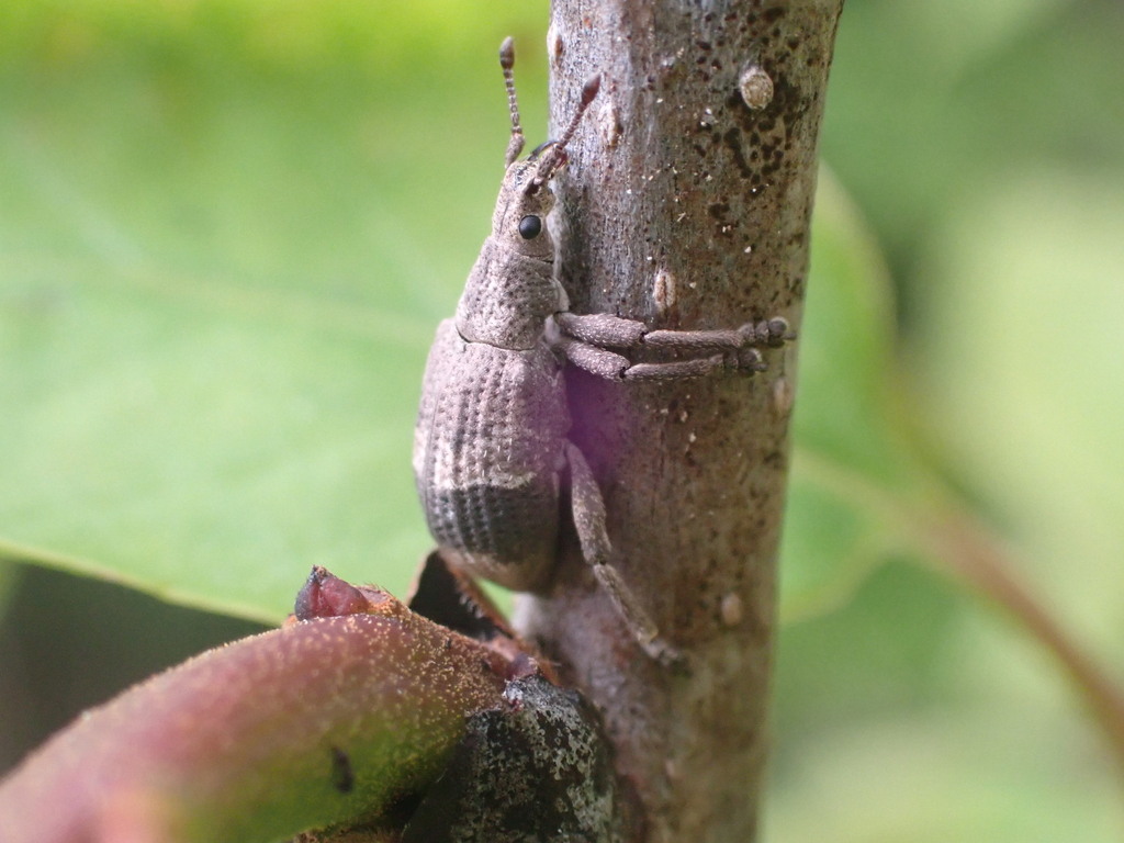Banded Persimmon Weevil from Madison County, KY, USA on May 11, 2024 at ...