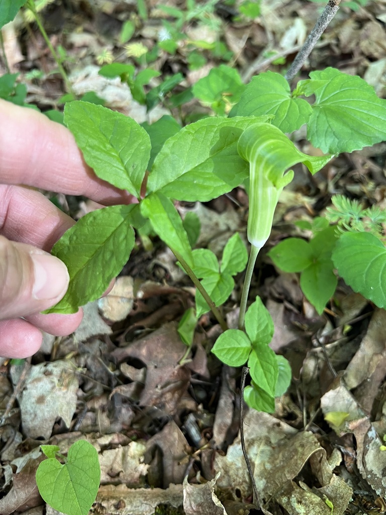 jack-in-the-pulpits and cobra lilies from Randolph County, WV, USA on ...