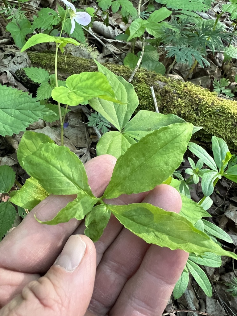 jack-in-the-pulpits and cobra lilies from Randolph County, WV, USA on ...