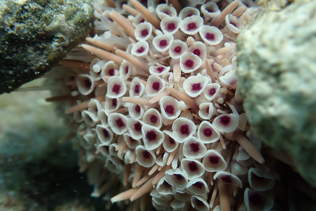 Rose Flower Urchin from 48980 Cuastecomate, Jal., México on August 8 ...