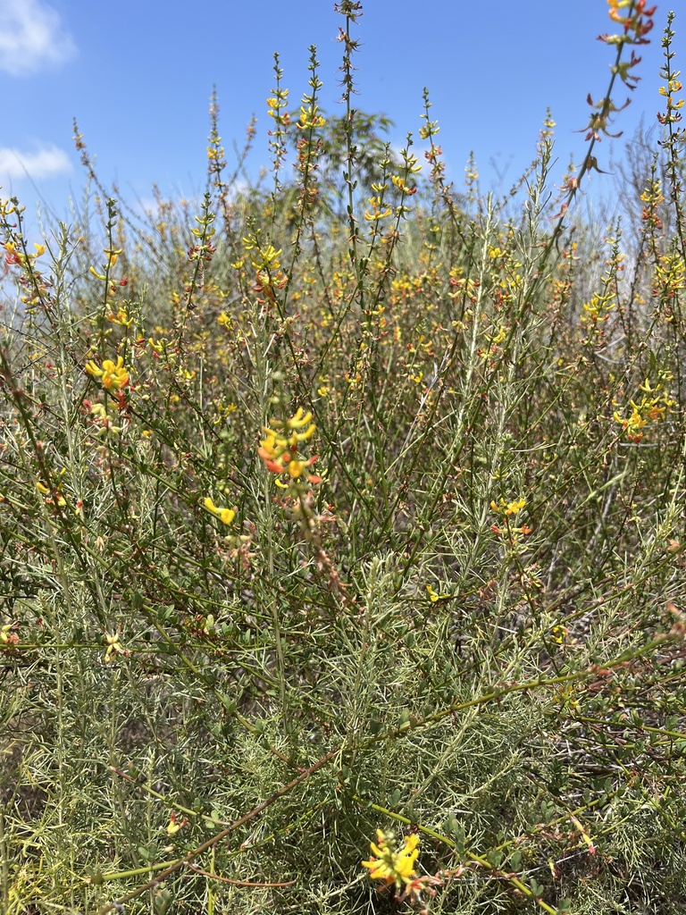 deerweed from San Dieguito River Park, San Diego, CA, US on May 11 ...