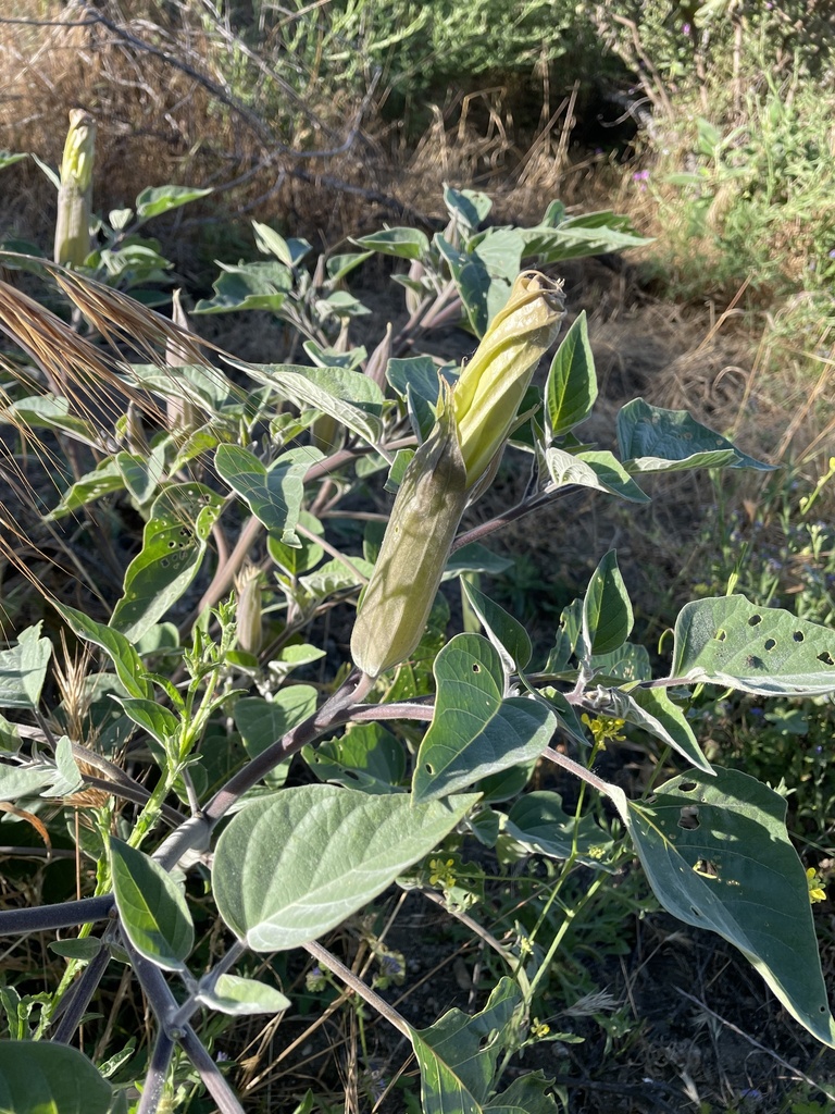 Sacred Datura from Angeles National Forest, Los Angeles, CA, US on May ...