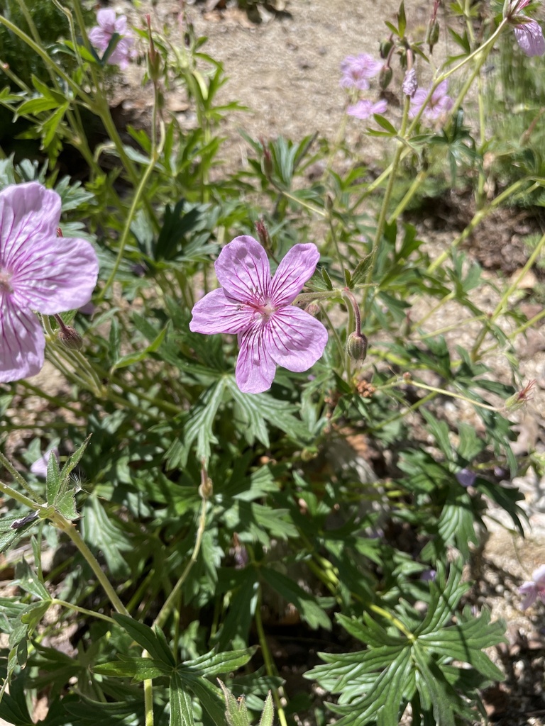 sticky geranium from Ann Morrison Park, Boise, ID, US on May 3, 2024 at ...