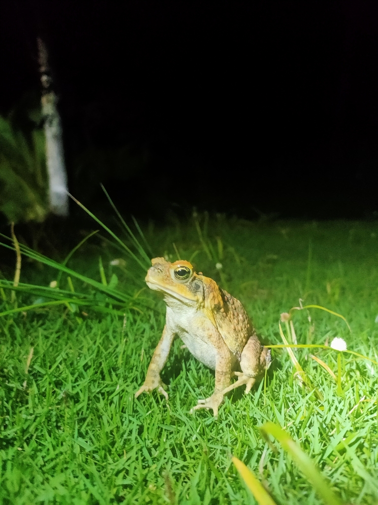 Cane Toad from Queens Highway, Namatakula Village, Coral Coast, Fiji on ...