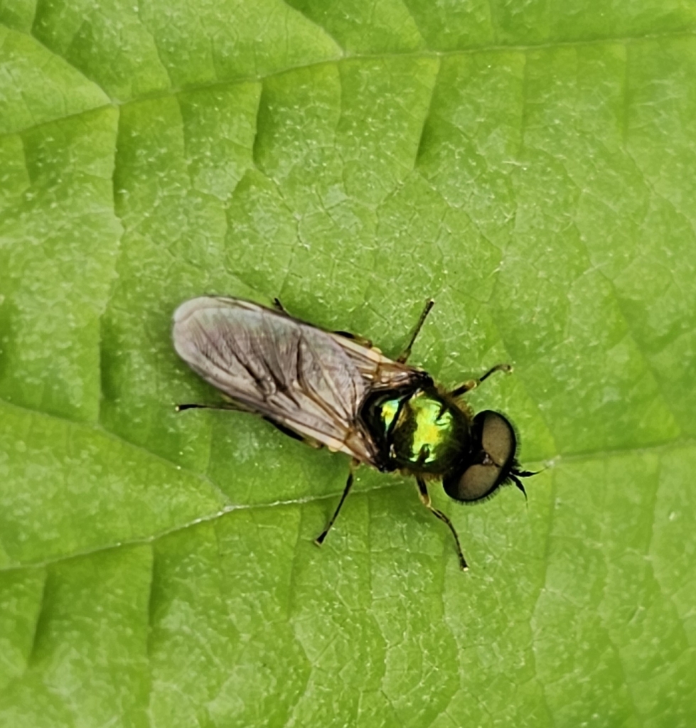 Broad Centurion Fly from Wilkes-Barre, PA 18701, USA on May 11, 2024 at ...