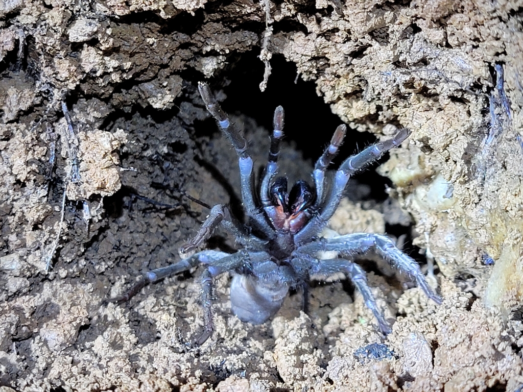 False Tarantula from Lucerne, CA 95458, USA on April 1, 2024 at 08:20 ...