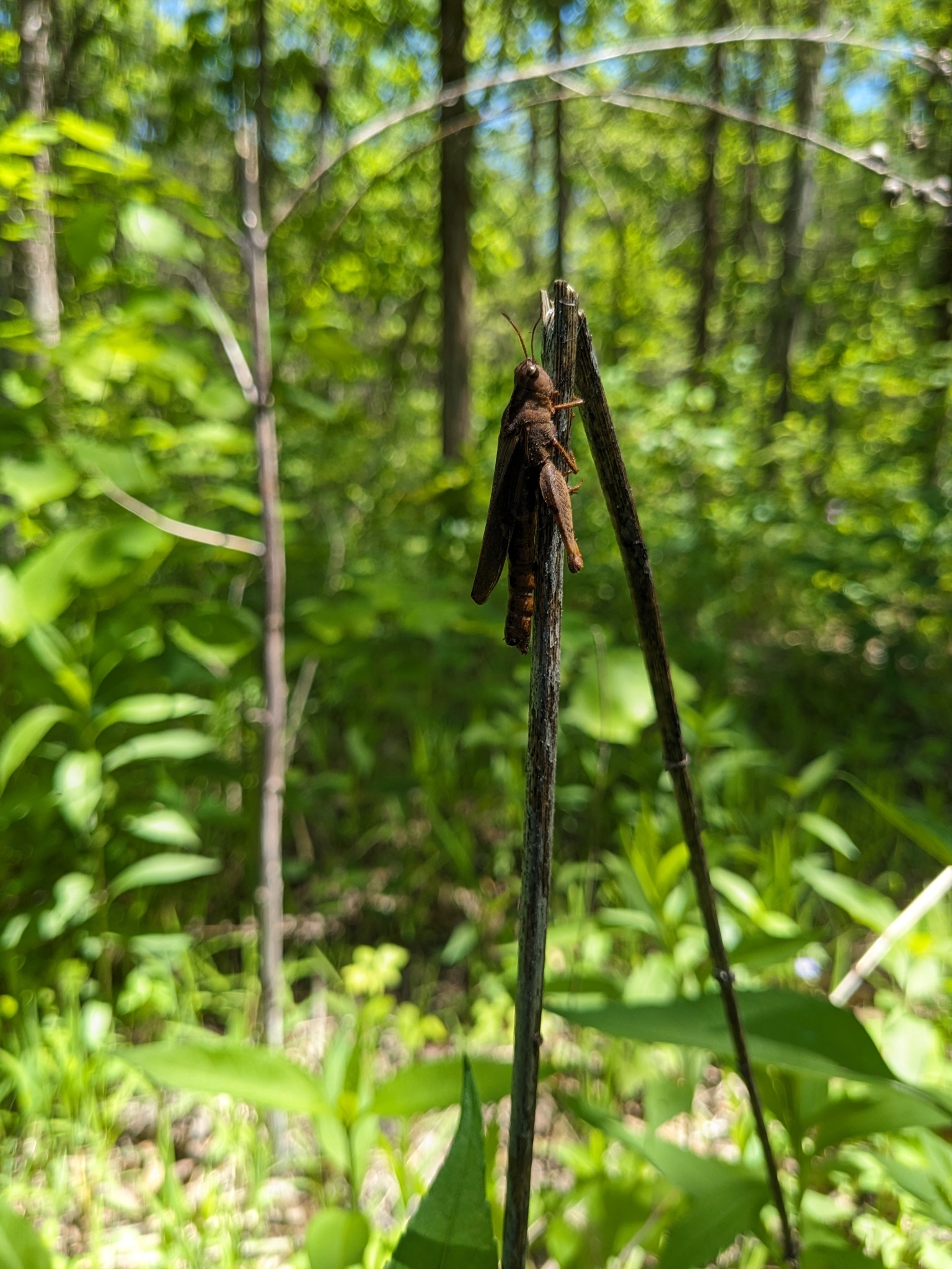 Entomophaga grylli