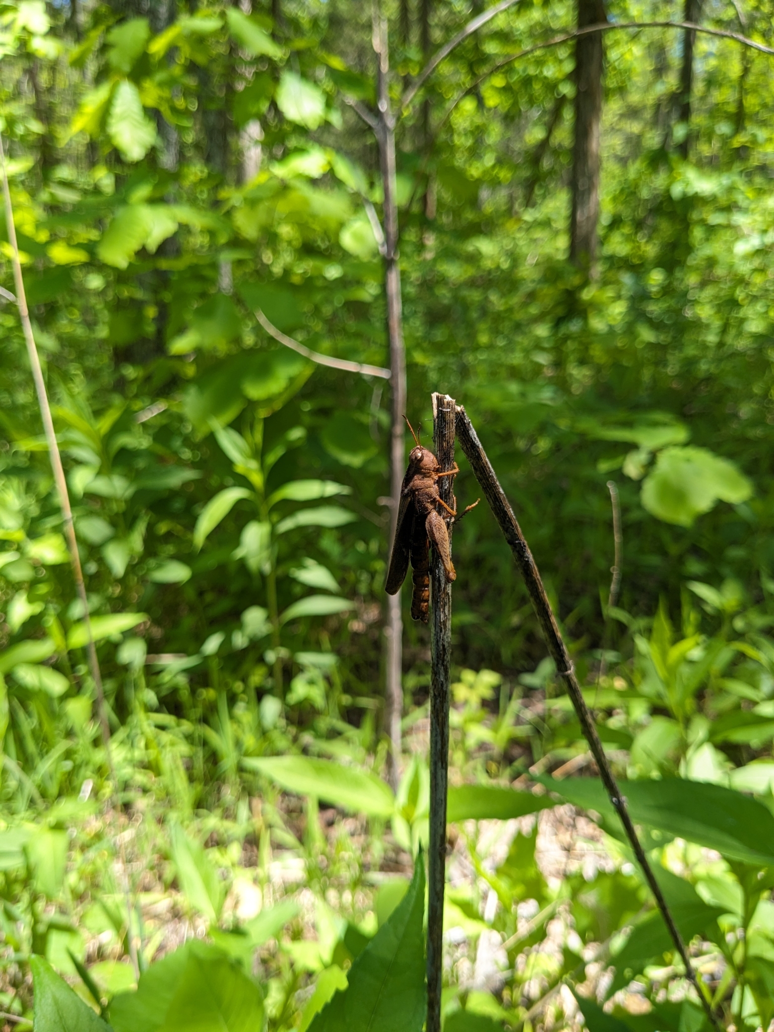 Entomophaga grylli