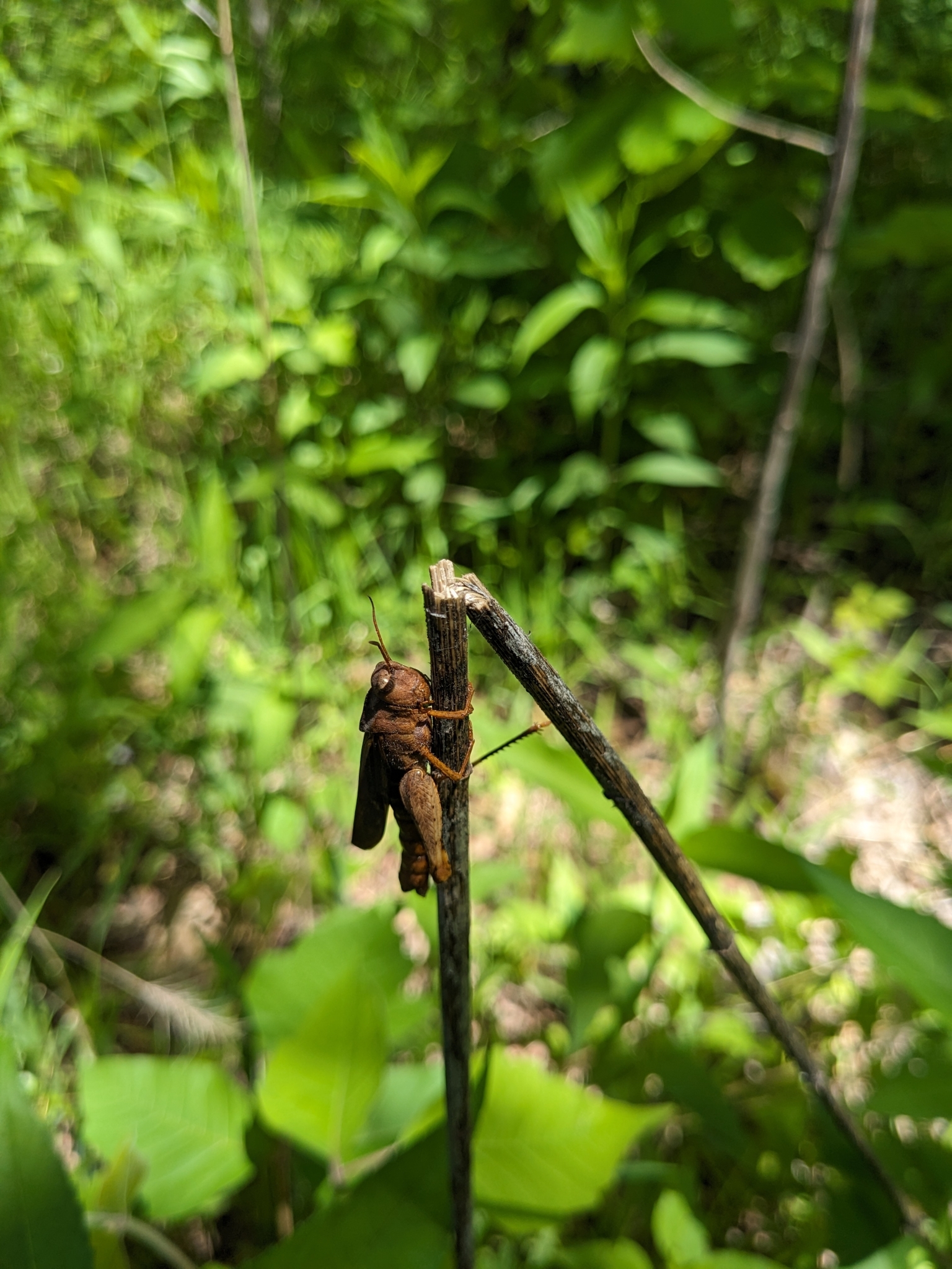 Entomophaga grylli