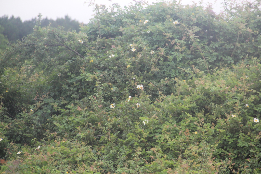 Macartney's rose from West Rd on May 10, 2024 at 10:42 PM by Texas Bird ...