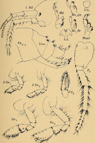 Parvorder Gammaridira · iNaturalist United Kingdom