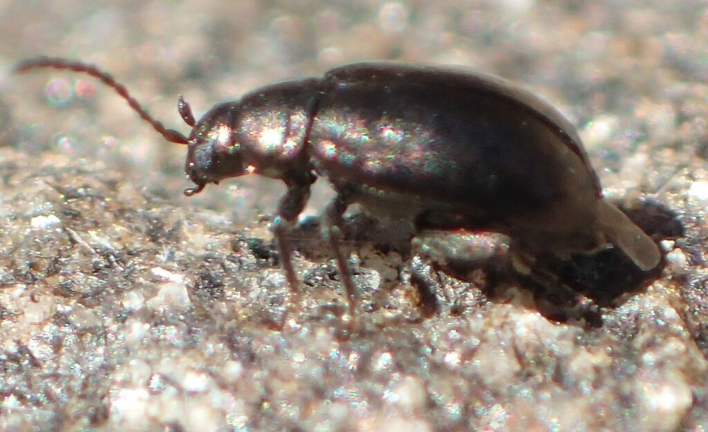 Leaf Beetles from Rainy River District, ON, Canada on May 9, 2024 at 10 ...