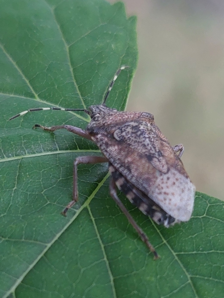 Mottled Stink Bug from Vajta, Vajta, fürdő, 7041 Magyarország on May 11 ...