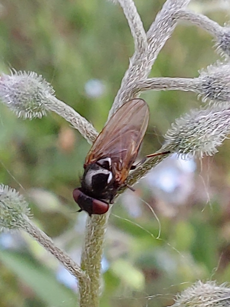 Lance Flies from Vajta, Vajta, fürdő, 7041 Magyarország on May 11, 2024 ...