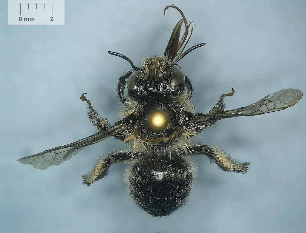Orange-tipped Wood-digger from Saint-Paul-d'Abbotsford, Montérégie, QC ...