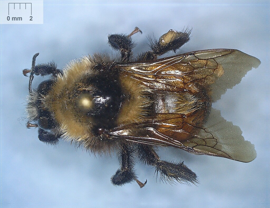 Northern Amber Bumble Bee from Coaticook, Estrie, QC, Canada on August ...
