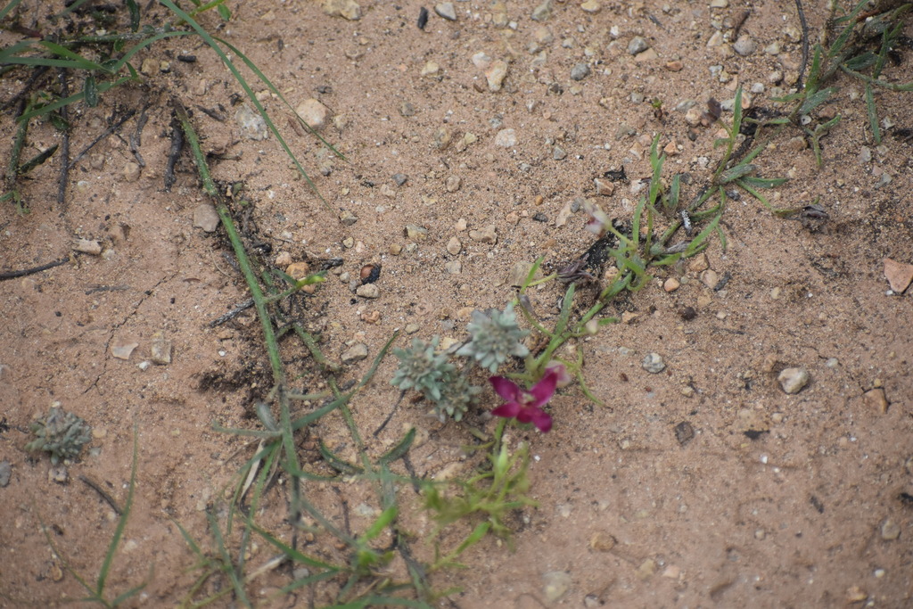 Trailing Rhatany from Kendall County, TX, USA on May 10, 2024 at 10:23 ...